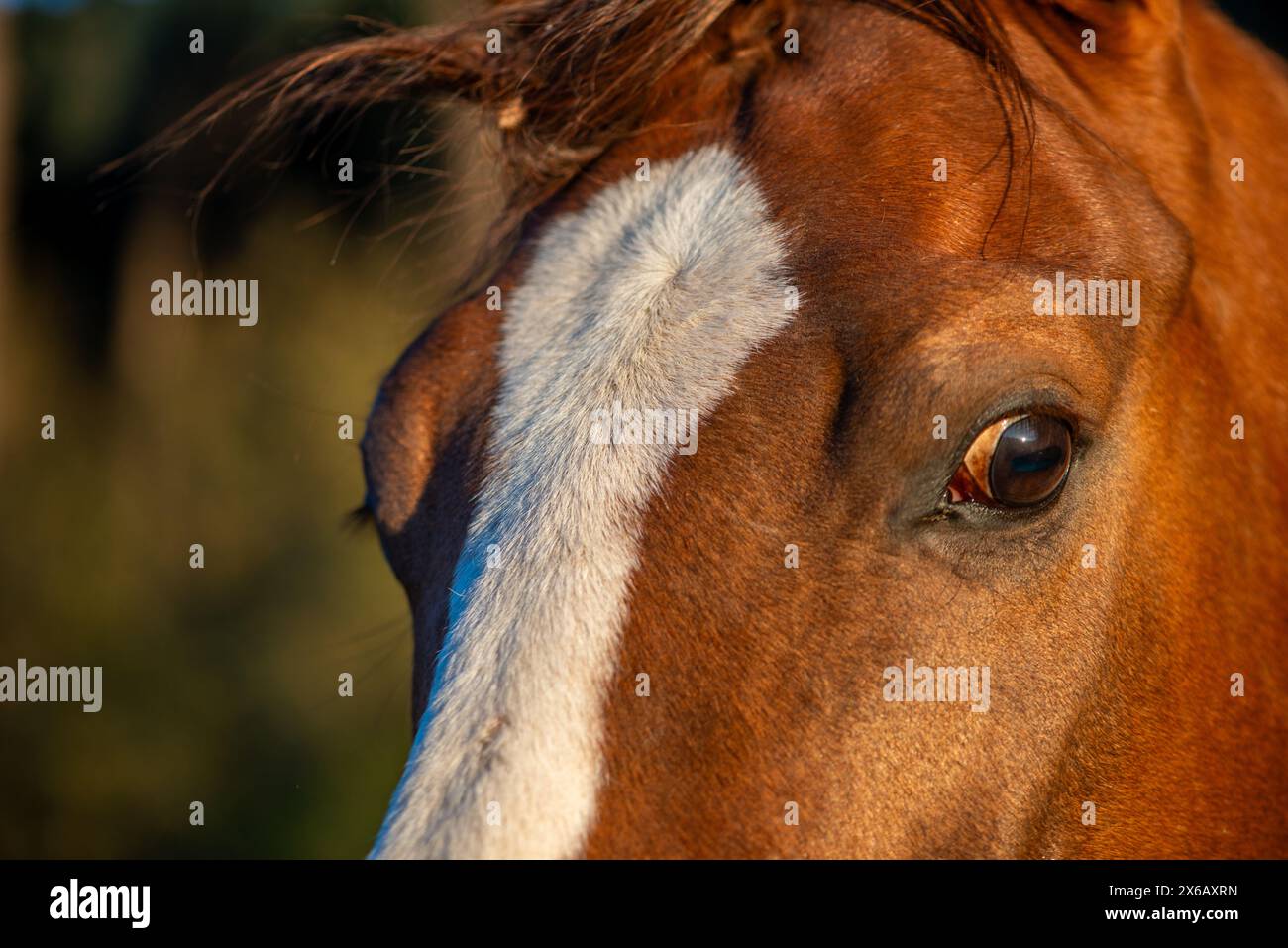 Horse eyes hi-res stock photography and images - Alamy