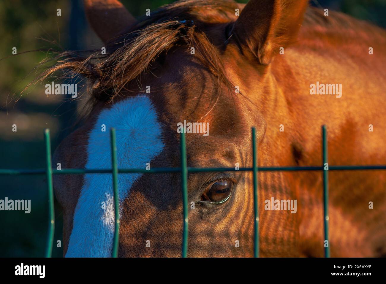 The captivating gaze of beautiful horse eyes peering curiously from ...