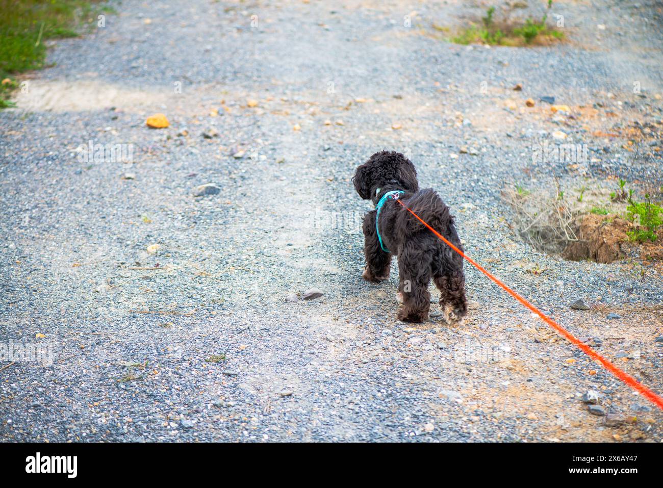 A charming scene of a little poodle enjoying a walk with its leash ...
