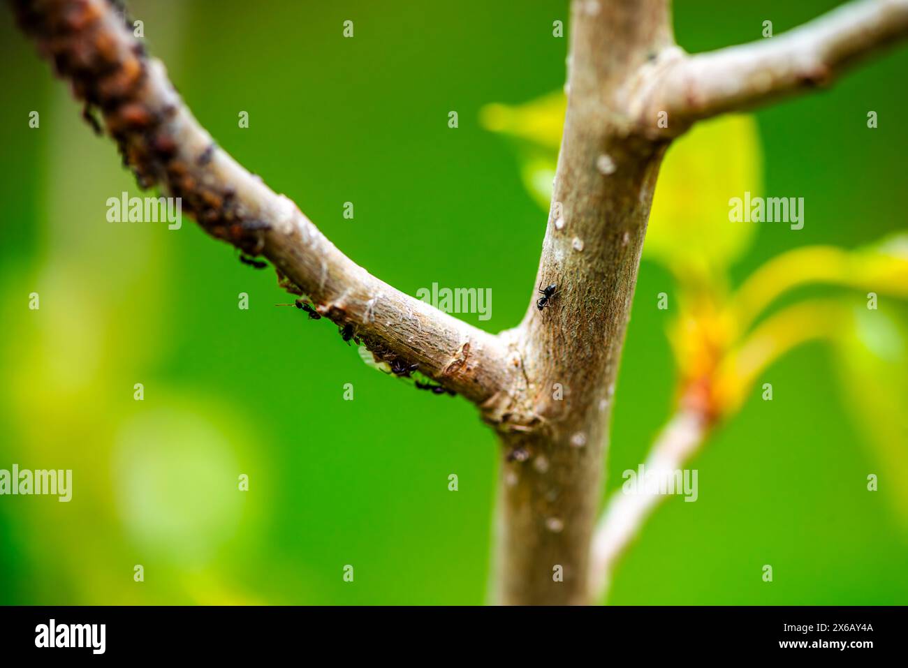 A mesmerizing macro view of a tree branch, with ants bustling along ...