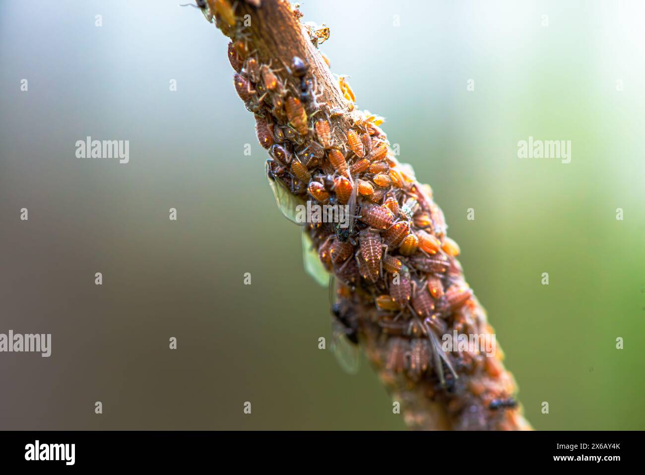 Ecosystem biodiversity hi-res stock photography and images - Alamy