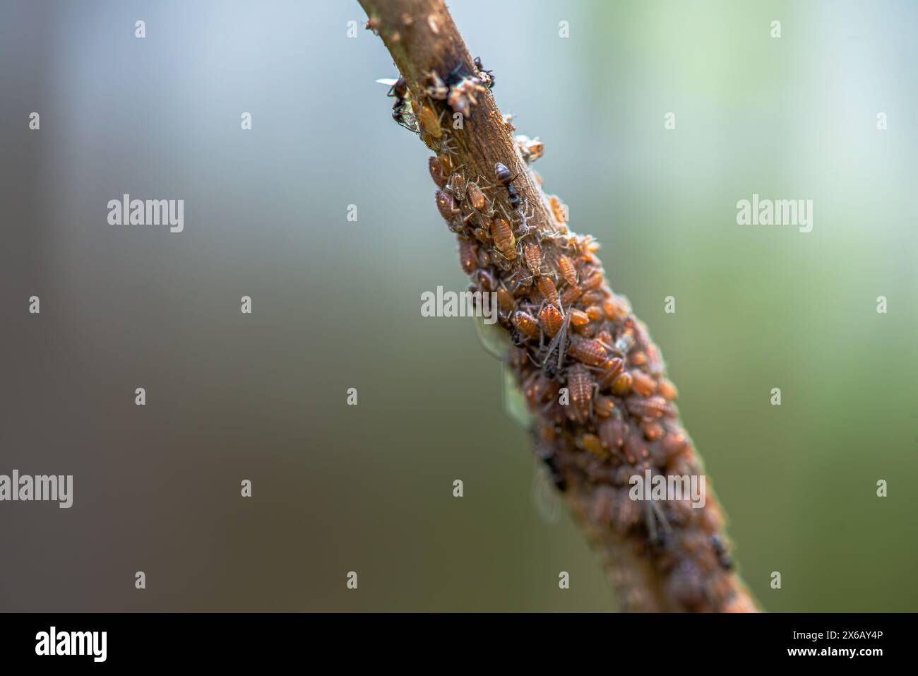 A captivating macro view of a swarm of little insects on a branch ...