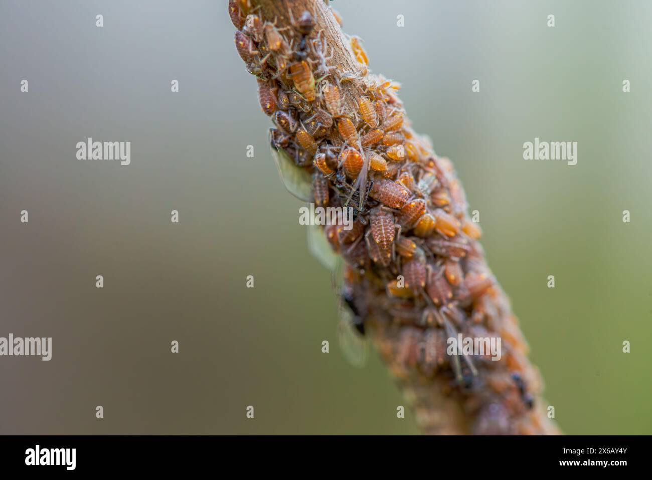 A captivating macro view of a swarm of little insects on a branch ...