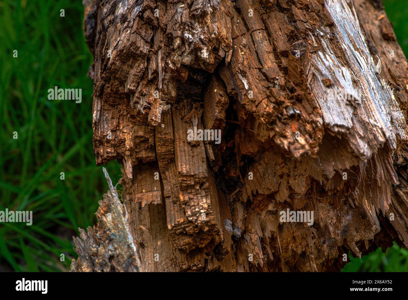 A detailed close-up of a wrecked dead tree trunk, revealing the intricate textures and patterns ...