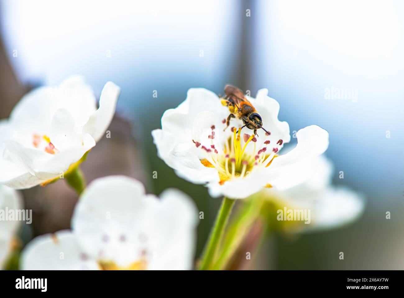 A detailed macro photograph capturing the intricate beauty of a bee on ...