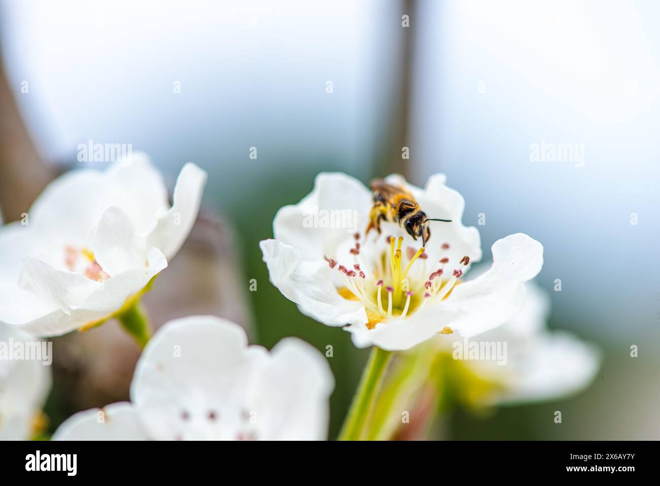 A detailed macro photograph capturing the intricate beauty of a bee on ...
