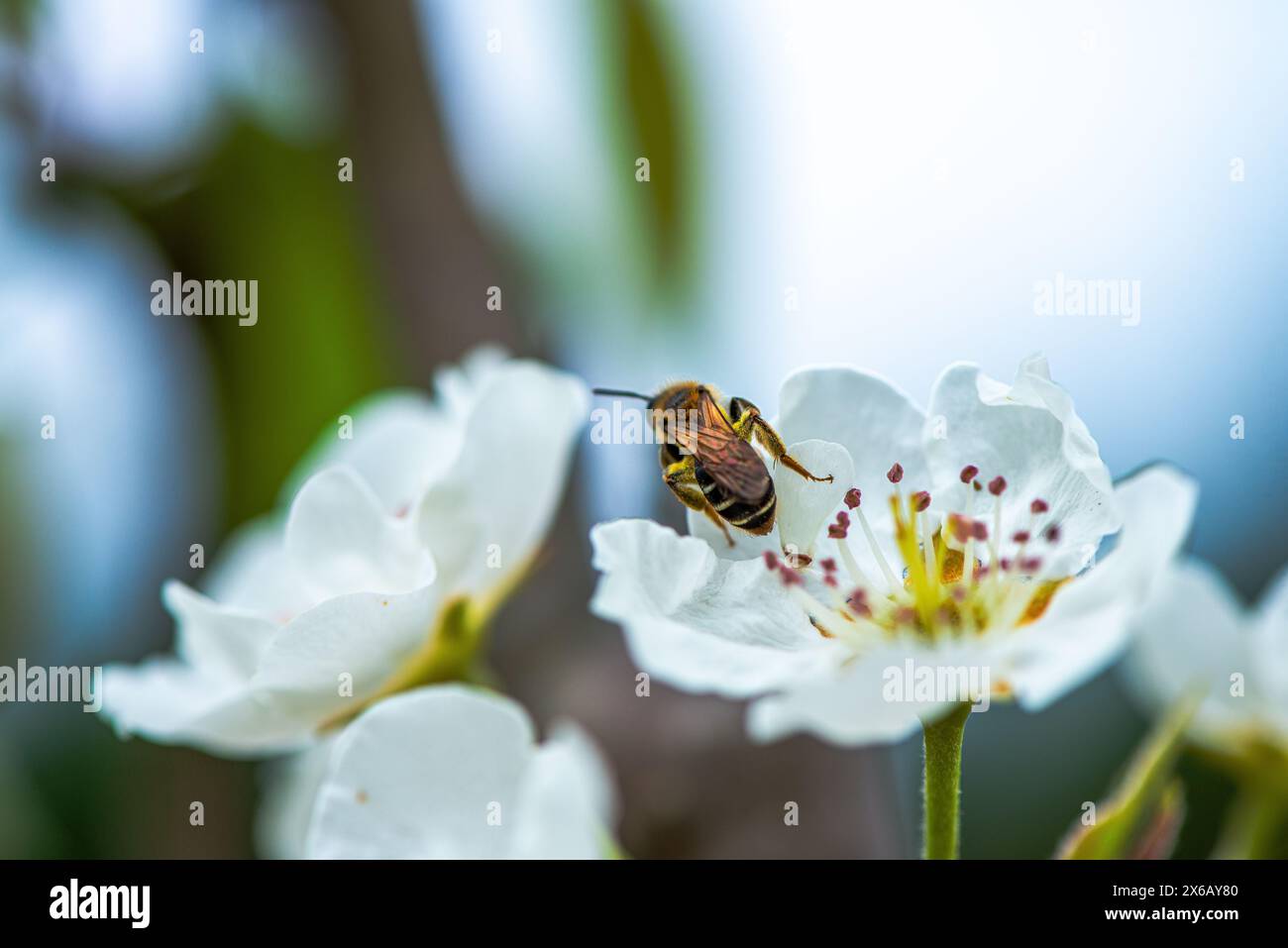 A detailed macro photograph capturing the intricate beauty of a bee on ...