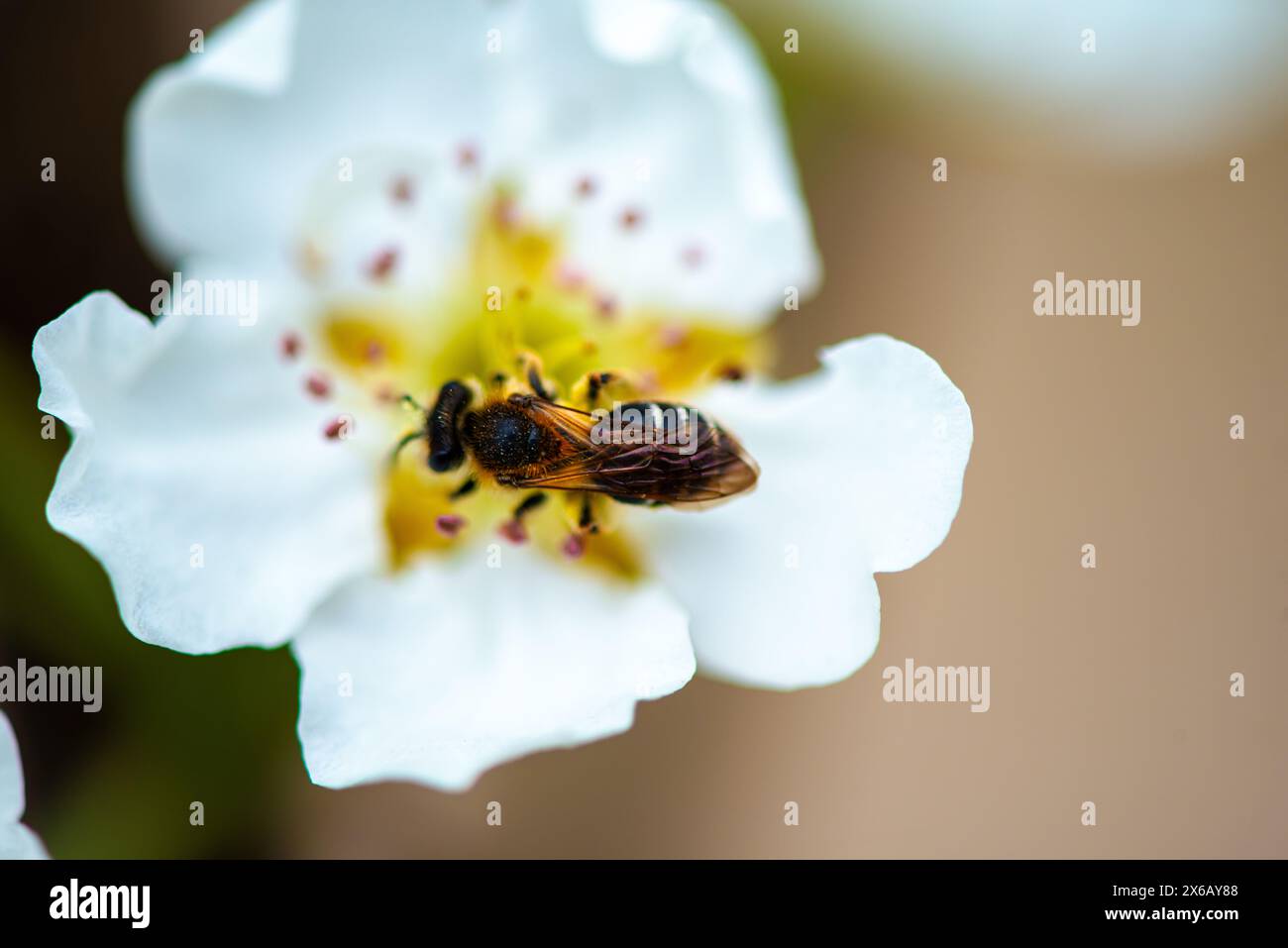 A detailed macro photograph capturing the intricate beauty of a bee on ...