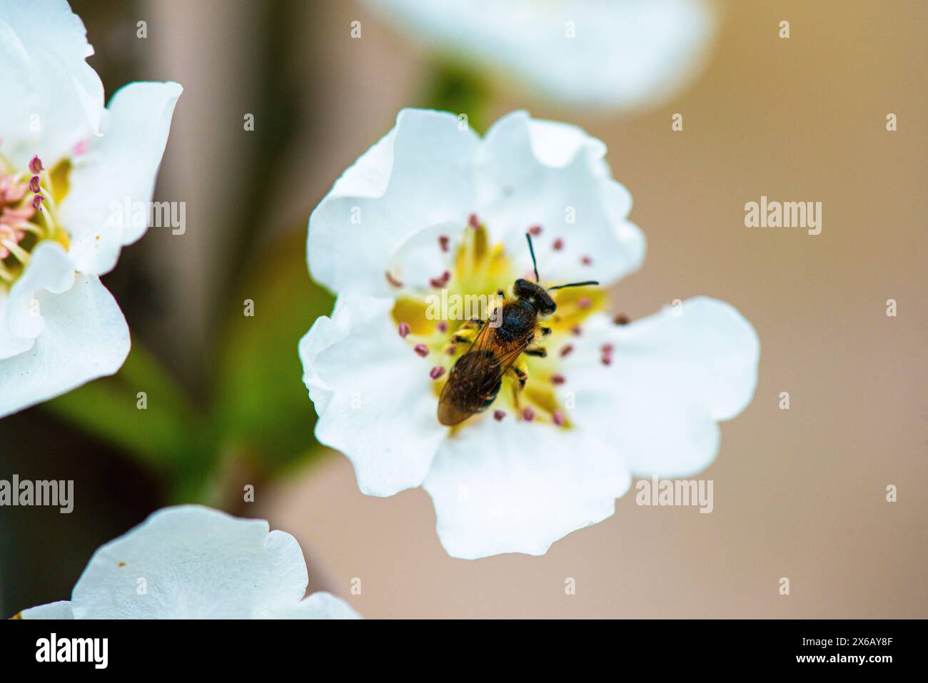 A detailed macro photograph capturing the intricate beauty of a bee on ...