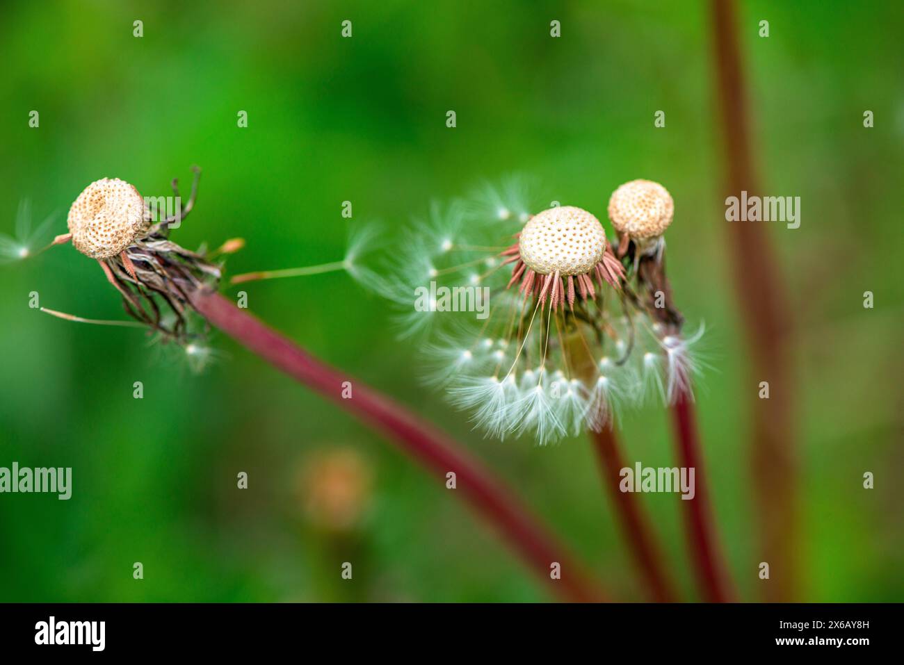 A captivating macro view of wish flowers, revealing the delicate ...