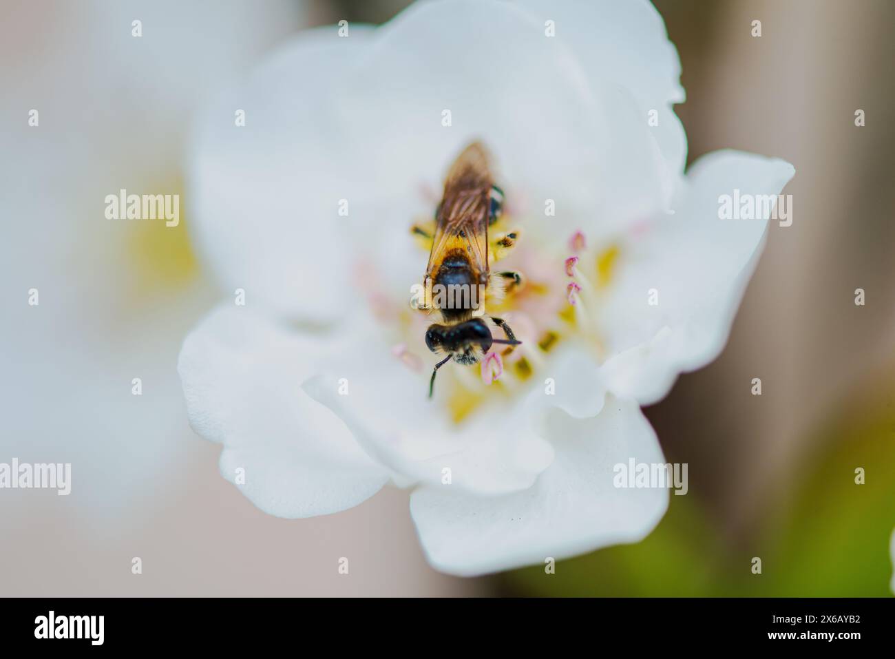 A detailed macro photograph capturing the intricate beauty of a bee on ...