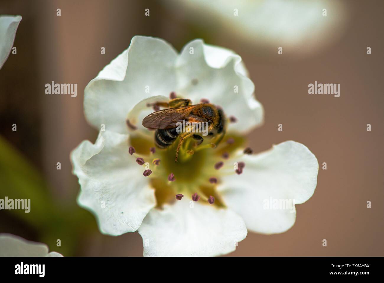 A detailed macro photograph capturing the intricate beauty of a bee on ...