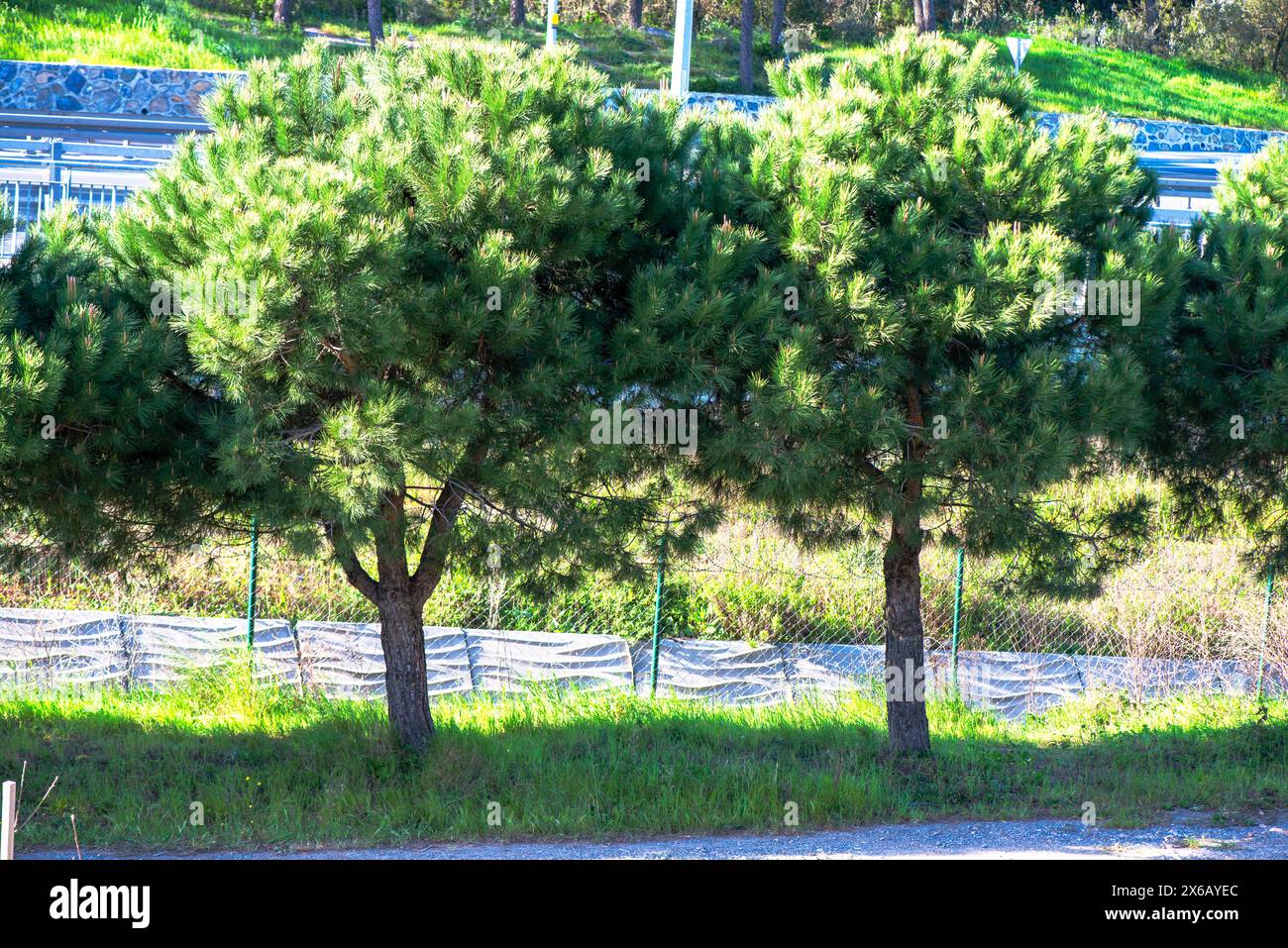 A picturesque scene of two pine trees basking in the sunlight near a ...