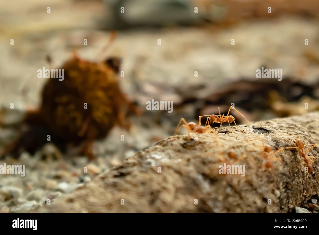 Ant behavior documentary hi-res stock photography and images - Alamy