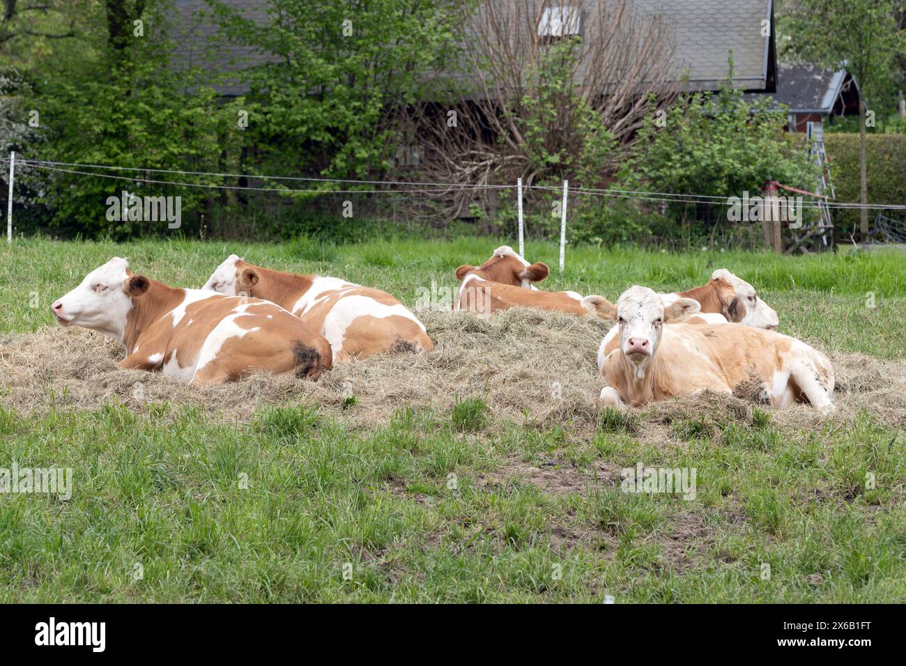 Lie circle hi-res stock photography and images - Alamy