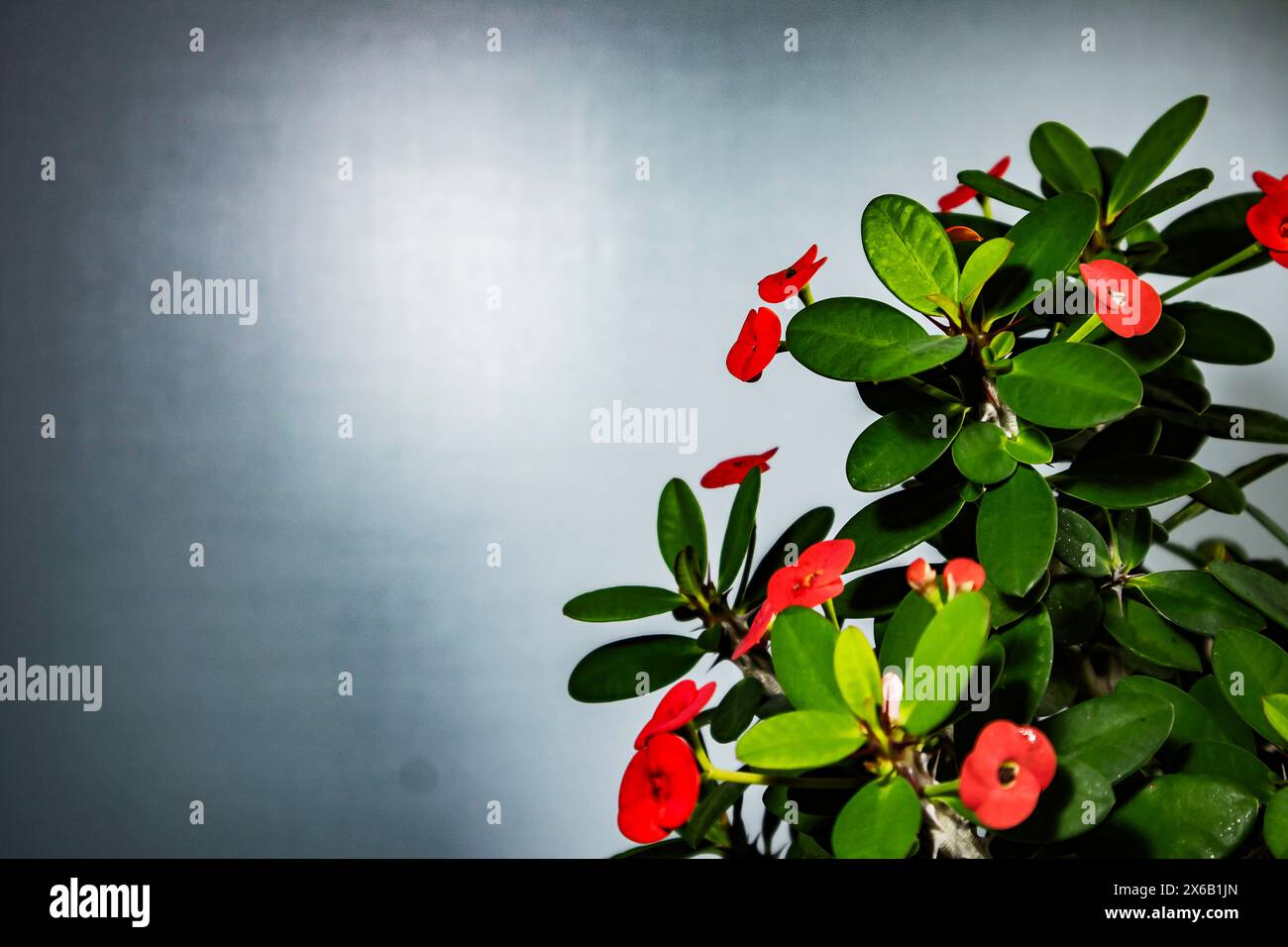 Poi Sian tree with red flowers, tinged leaves and blue background Stock ...