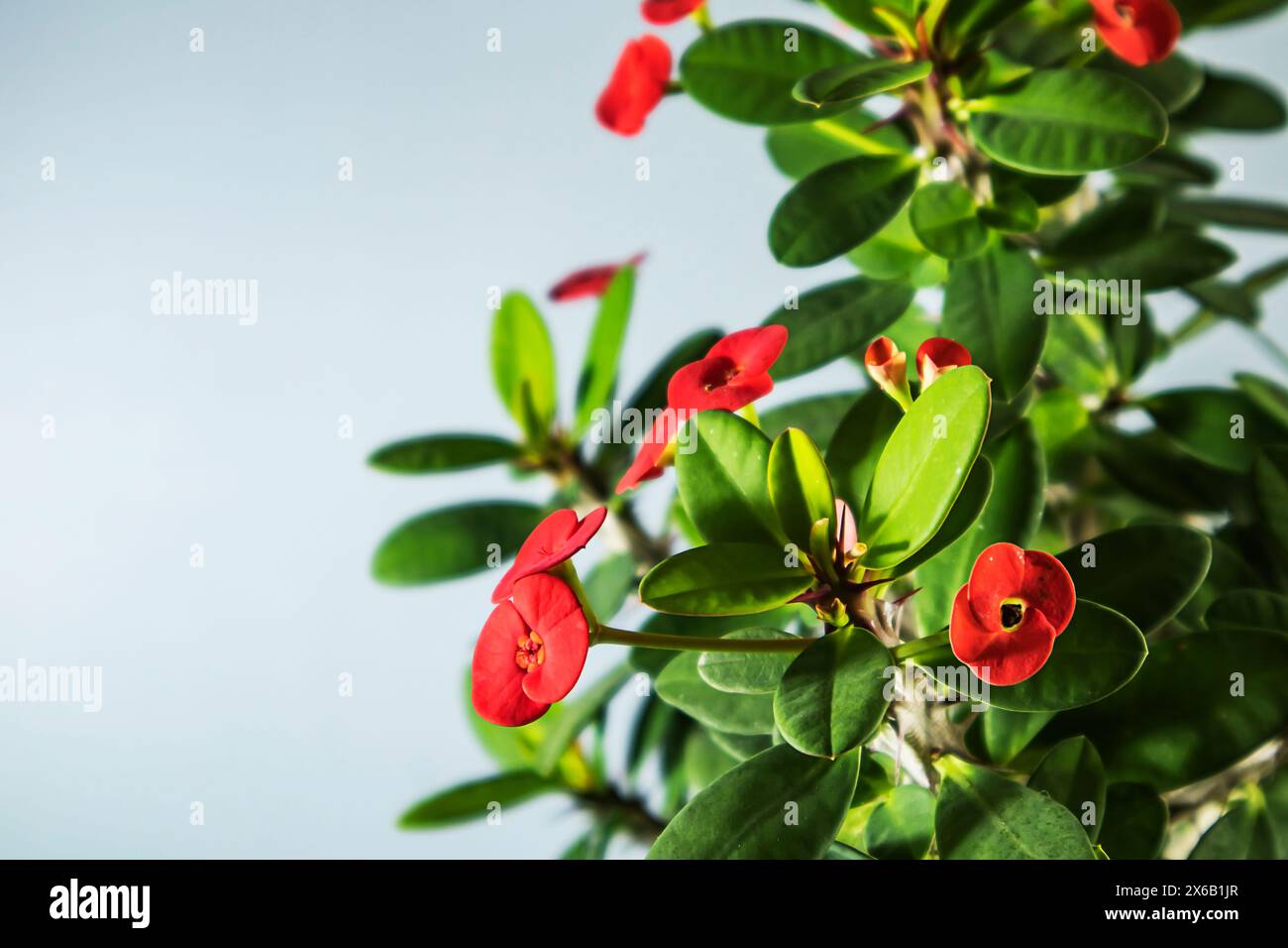 Poi Sian tree with red flowers, tinged leaves and blue background Stock ...