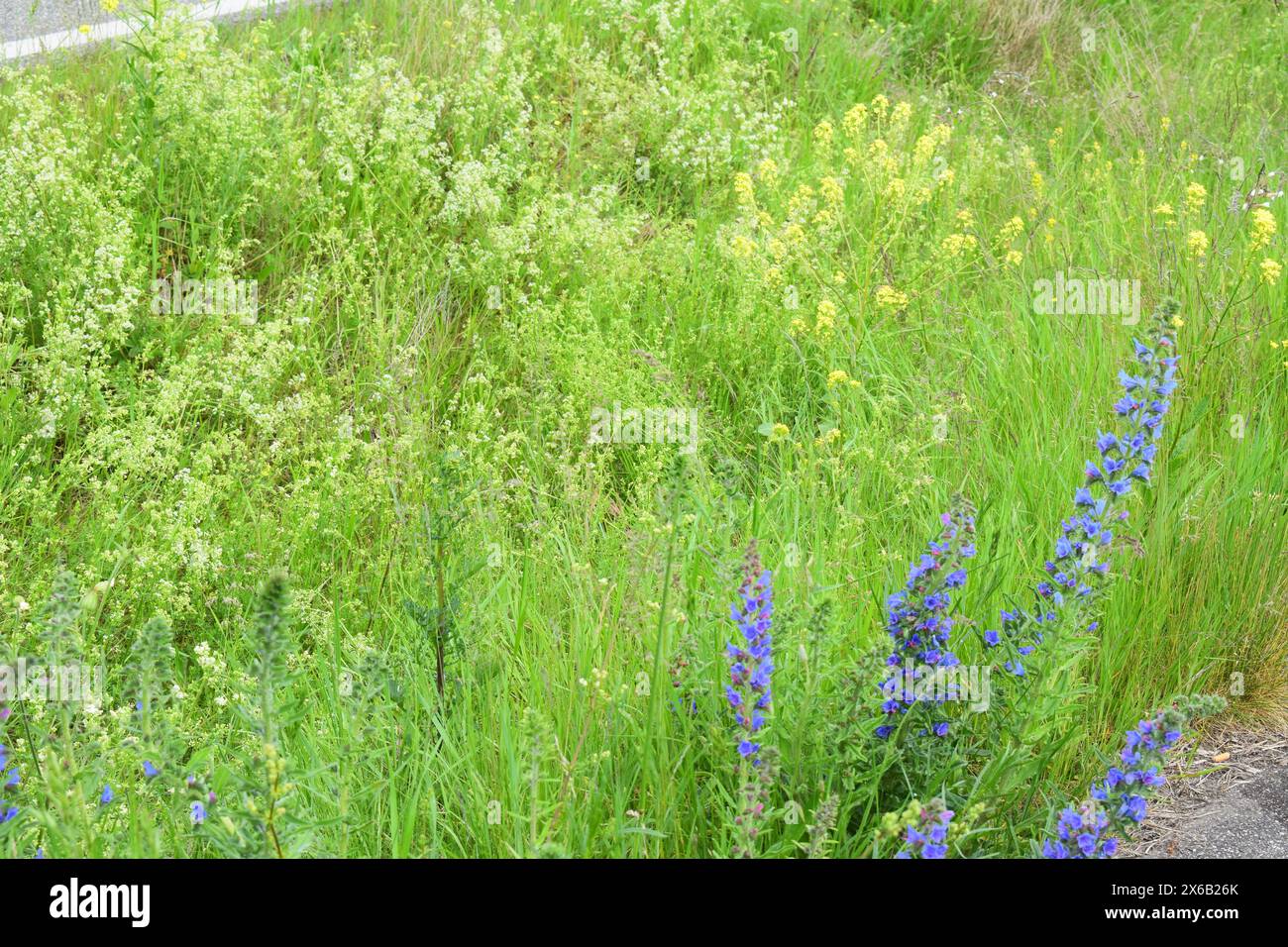 Flowers blooming on the roadside hi-res stock photography and images ...