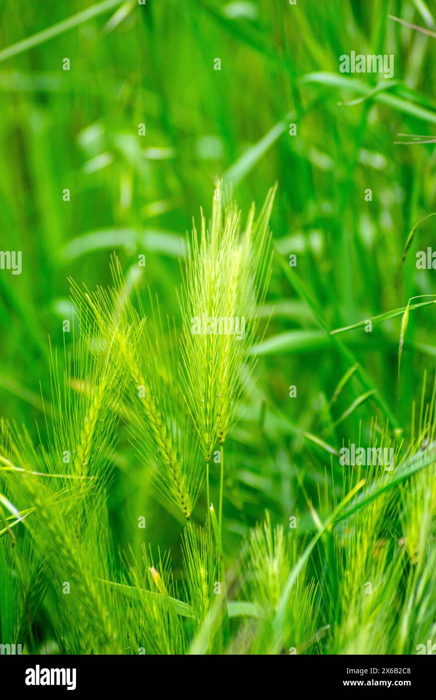 ear of false barley on a field in spring, Hordeum murinum green ...