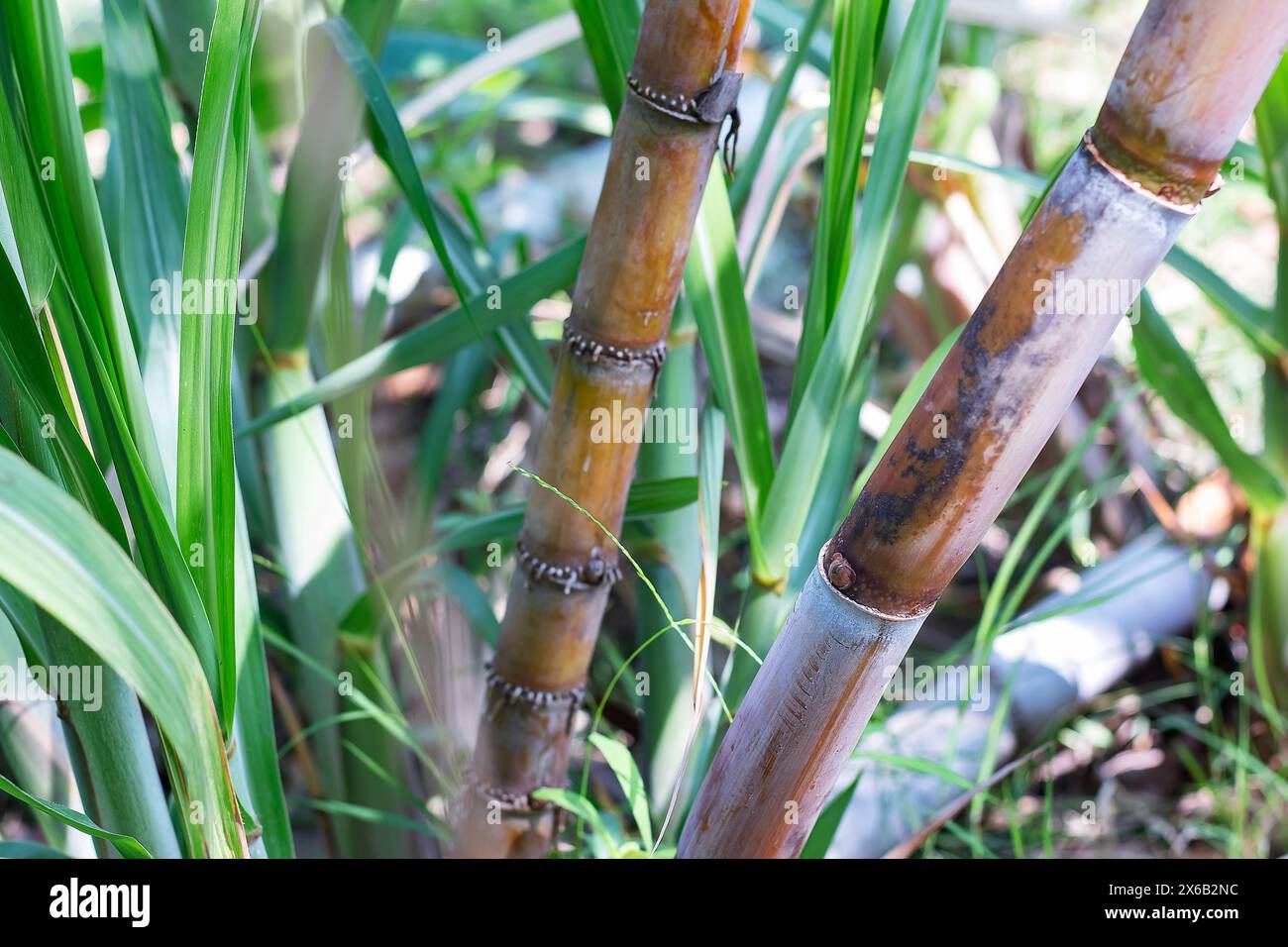 The buds of sugar cane grow when planted in agriculture. sugarcane and ...