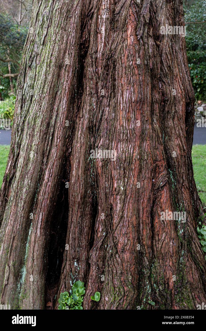 A closeup view of the rough bark the Dawn Redwood Metasequoia ...