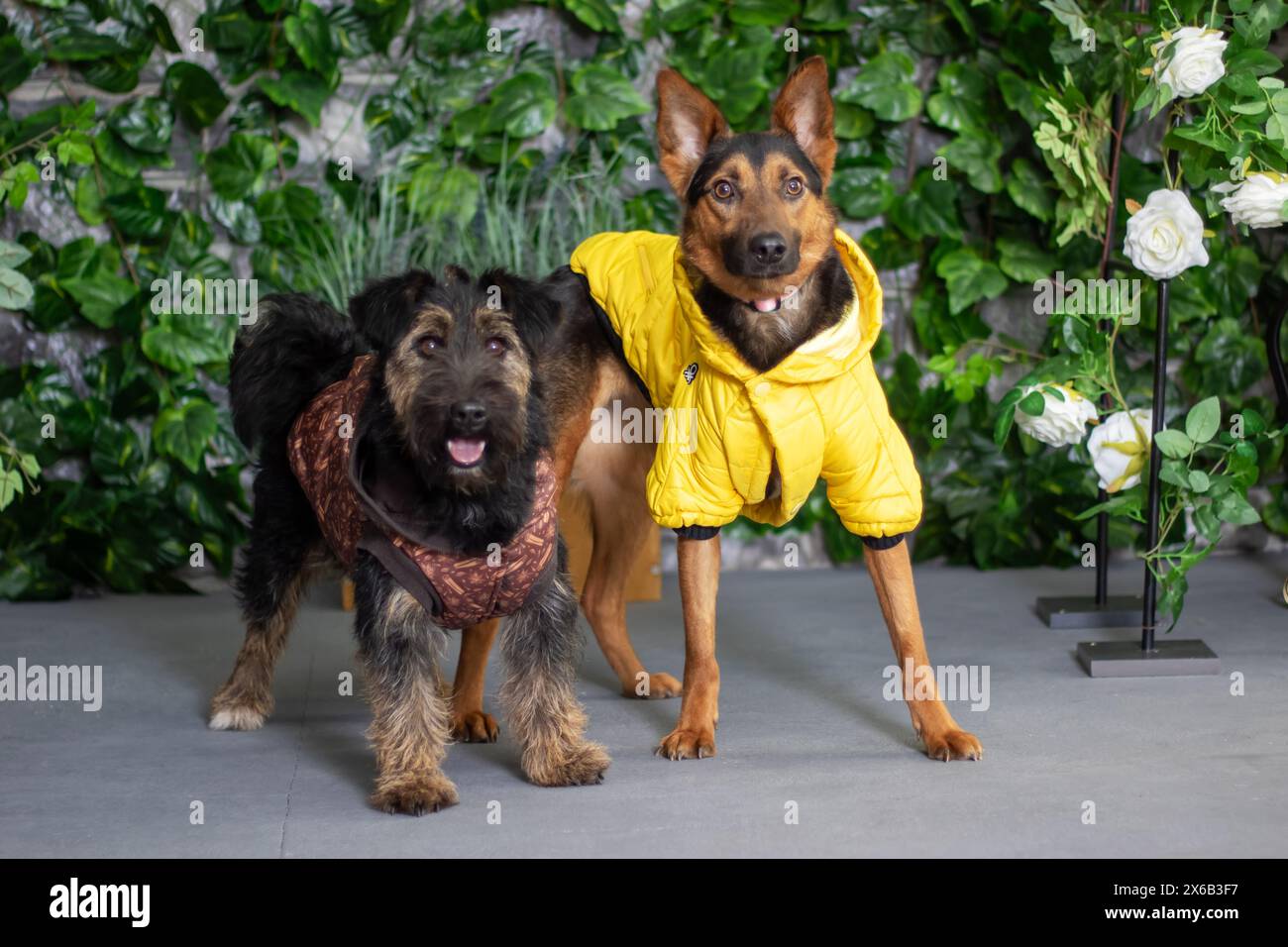 Two Old German Shepherd dogs wearing yellow jackets are standing side ...