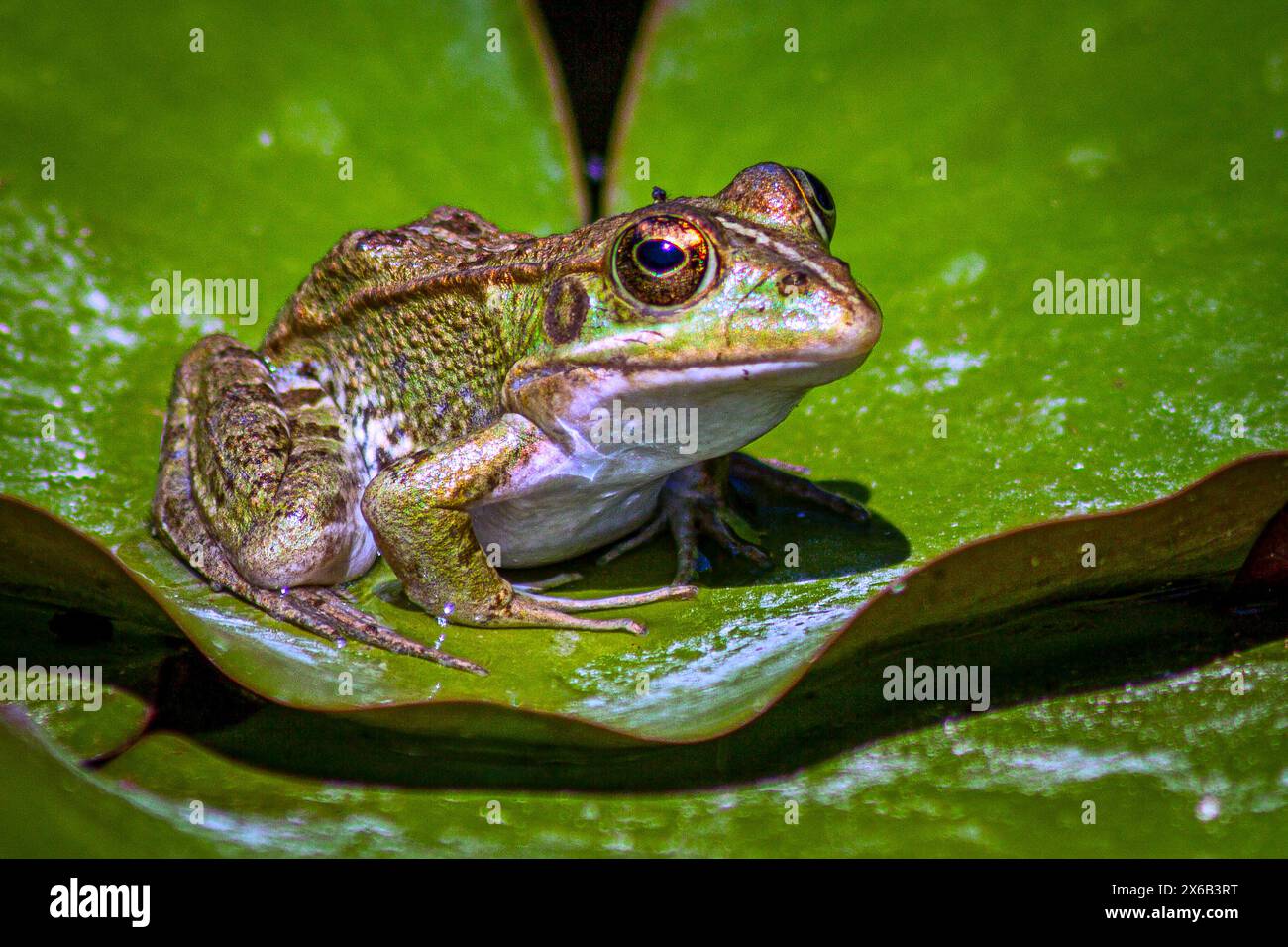 Iberian marsh frog on lilypad Stock Photo - Alamy