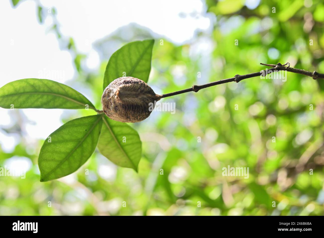 The egg capsule of a Mantis that is attached to a small plant stem can ...
