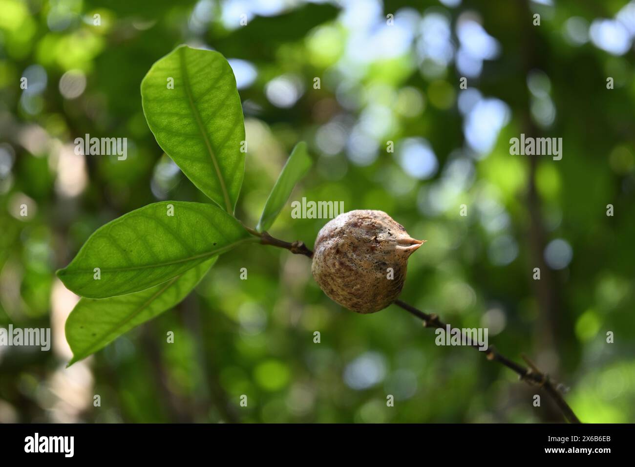 Front surface view of a Mantis insect's egg capsule on a plant stem ...