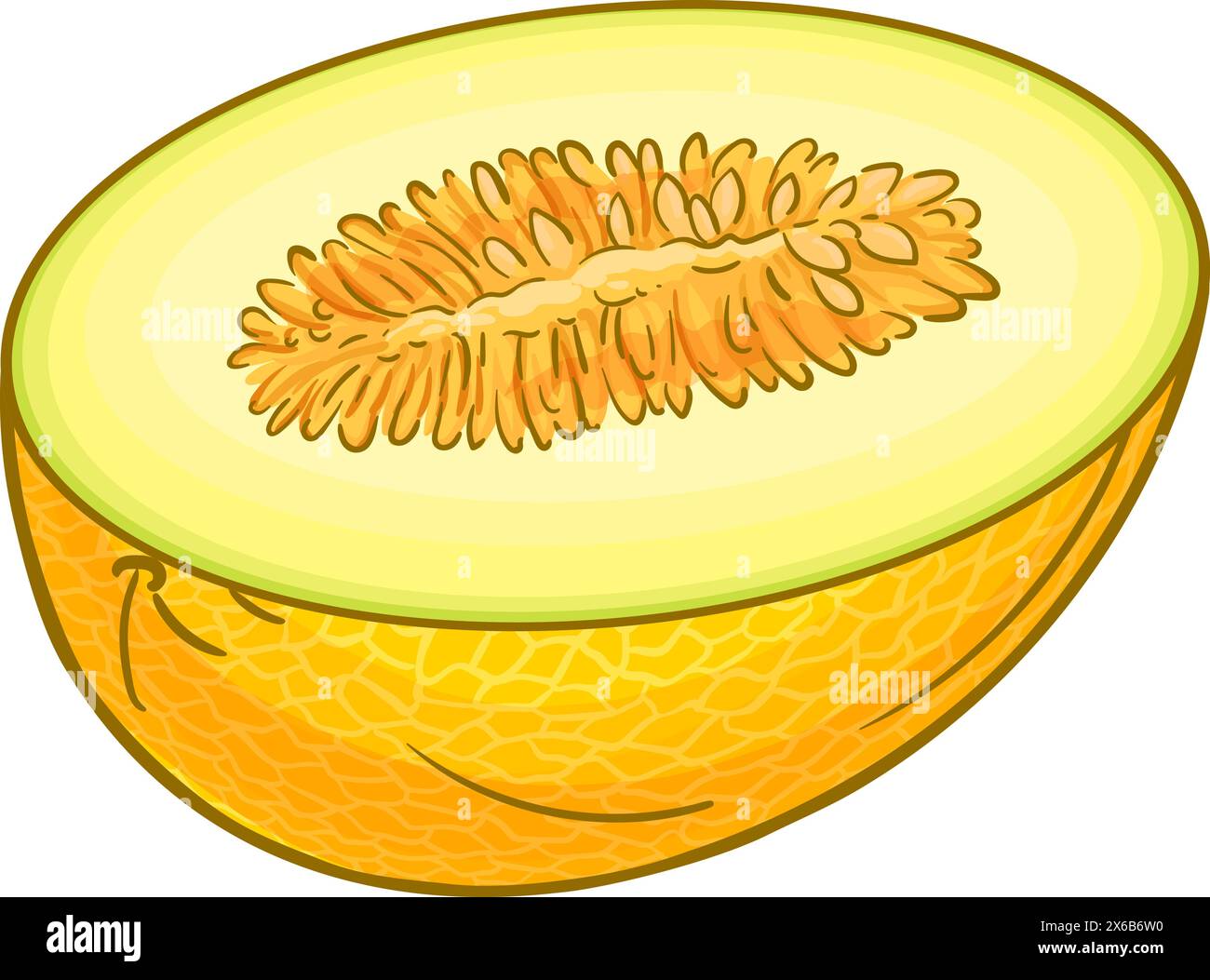 Melon Fruits Colored Detailed Illustration Stock Vector Image & Art - Alamy
