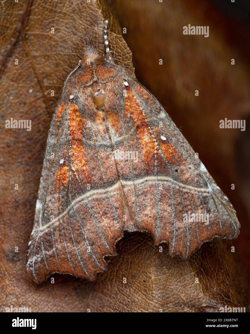 Dorsal view of The Herald moth (Scoliopteryx libatrix). Tipperary ...