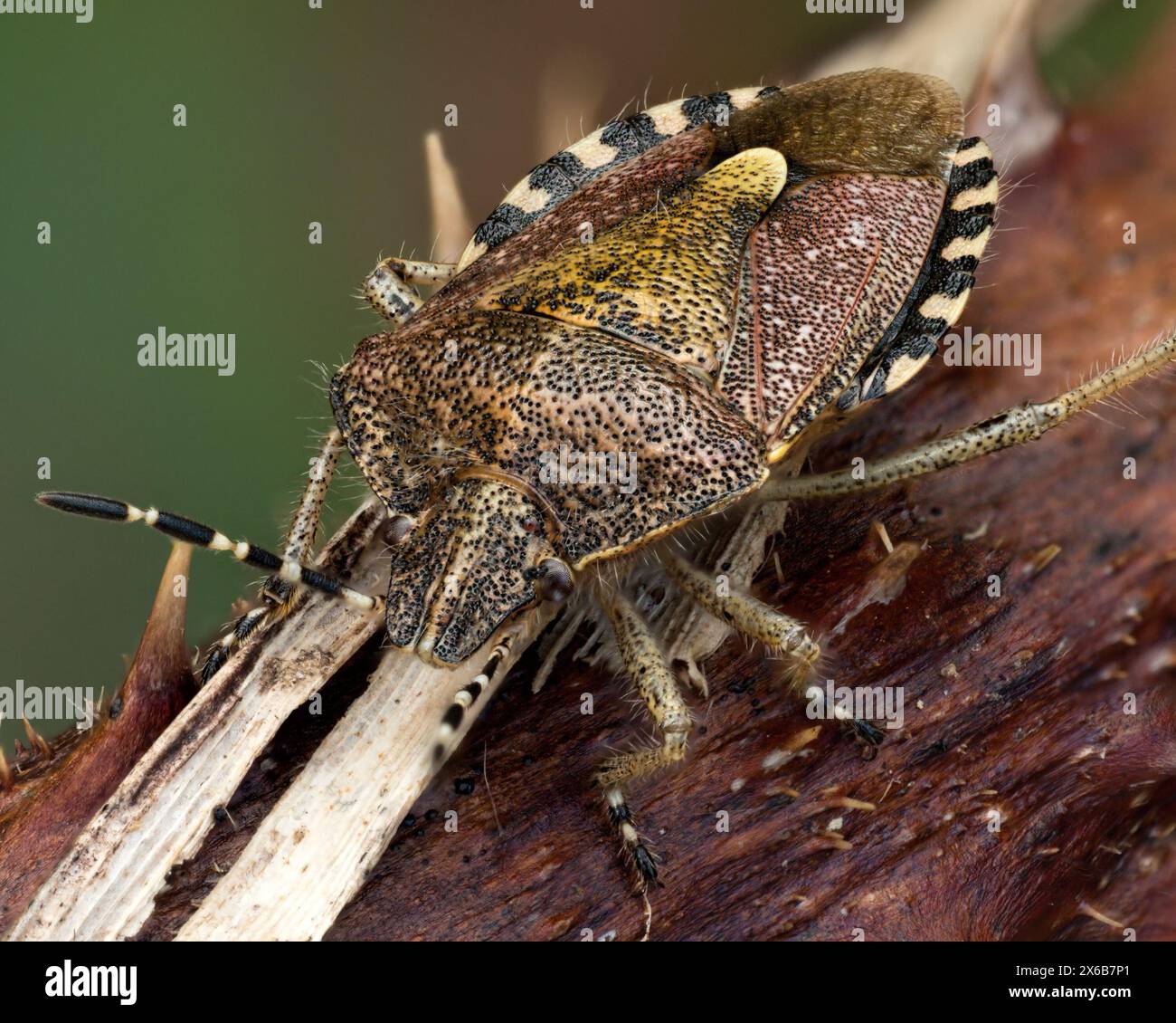 Hairy Shieldbug (Dolycoris baccarum) resting on bramble stem. Tipperary ...