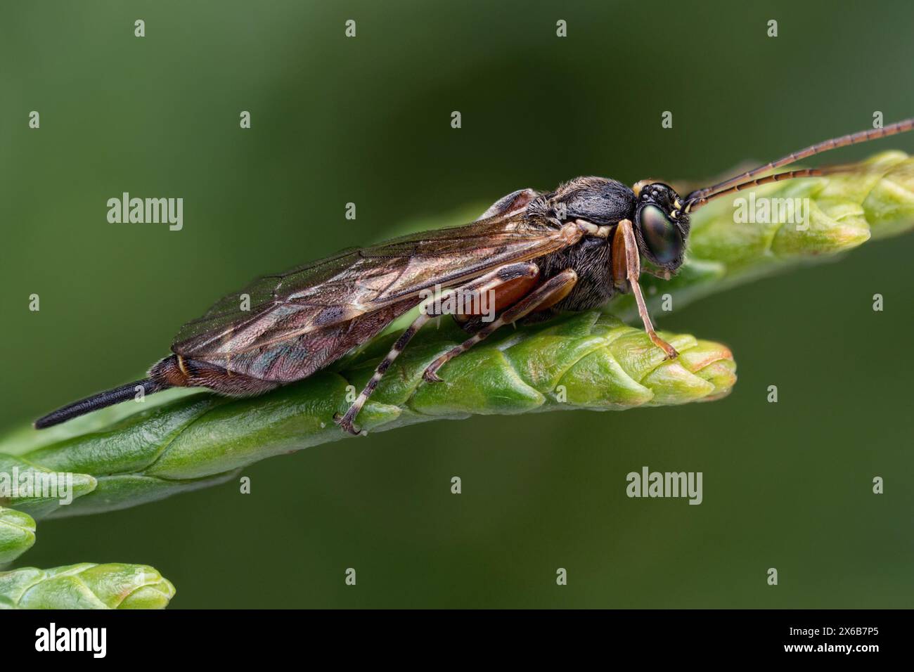 Itoplectis maculator Ichneumon Wasp resting on cypress tree leaf ...