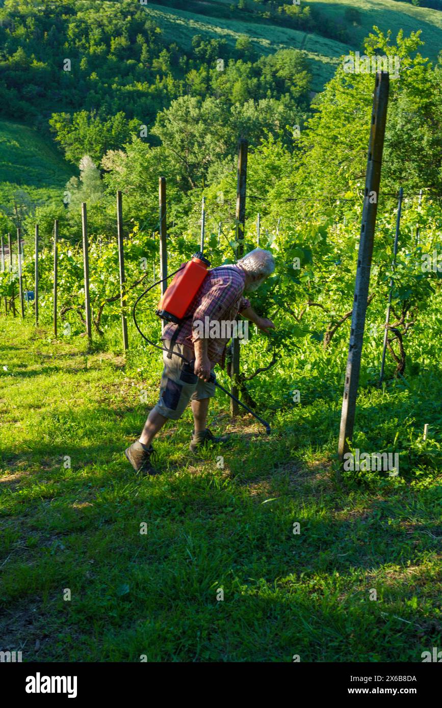 Elderly caucasian strong farmer spraying his crops with copper ...