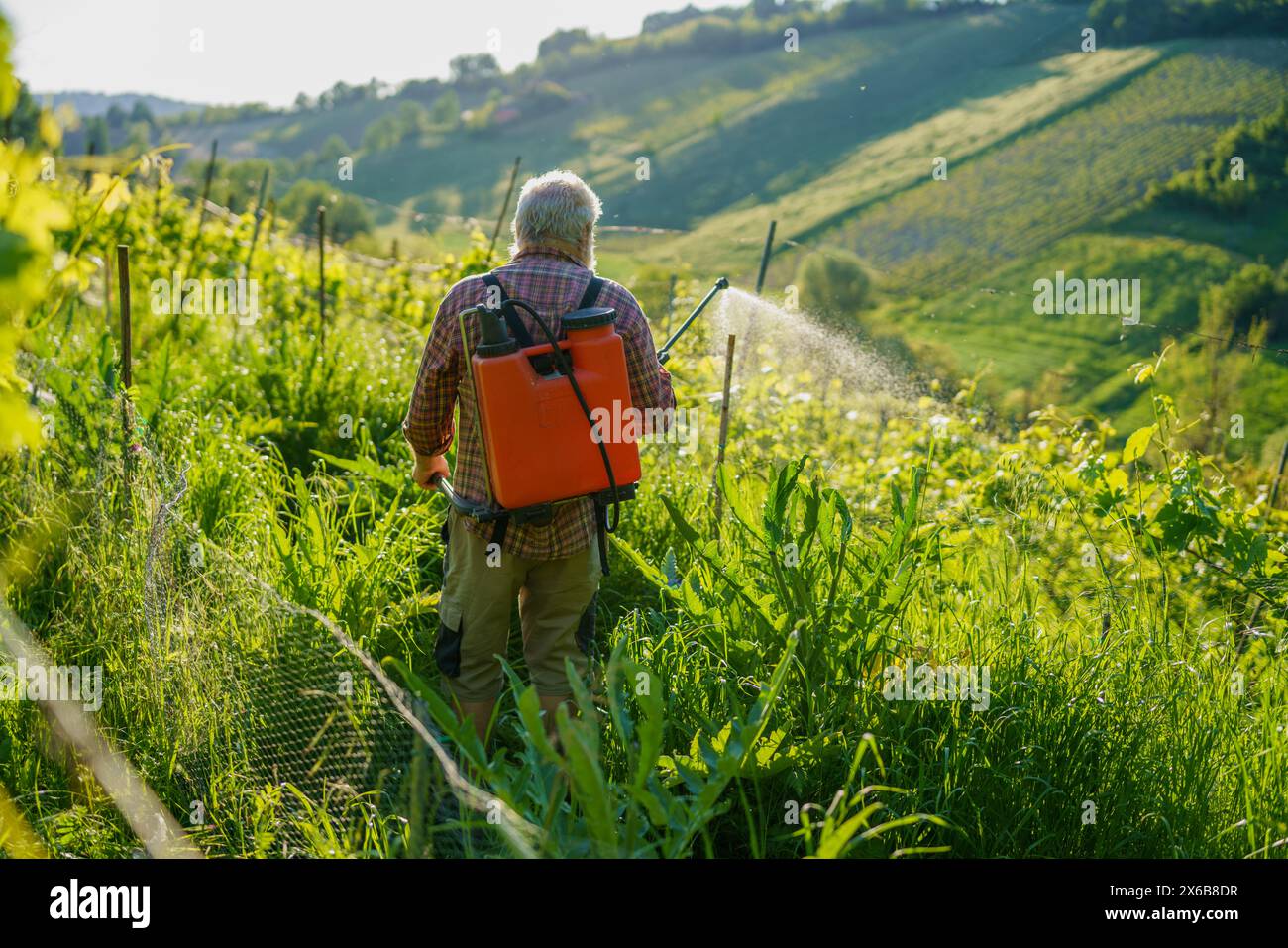 Elderly caucasian strong farmer spraying his crops with copper ...