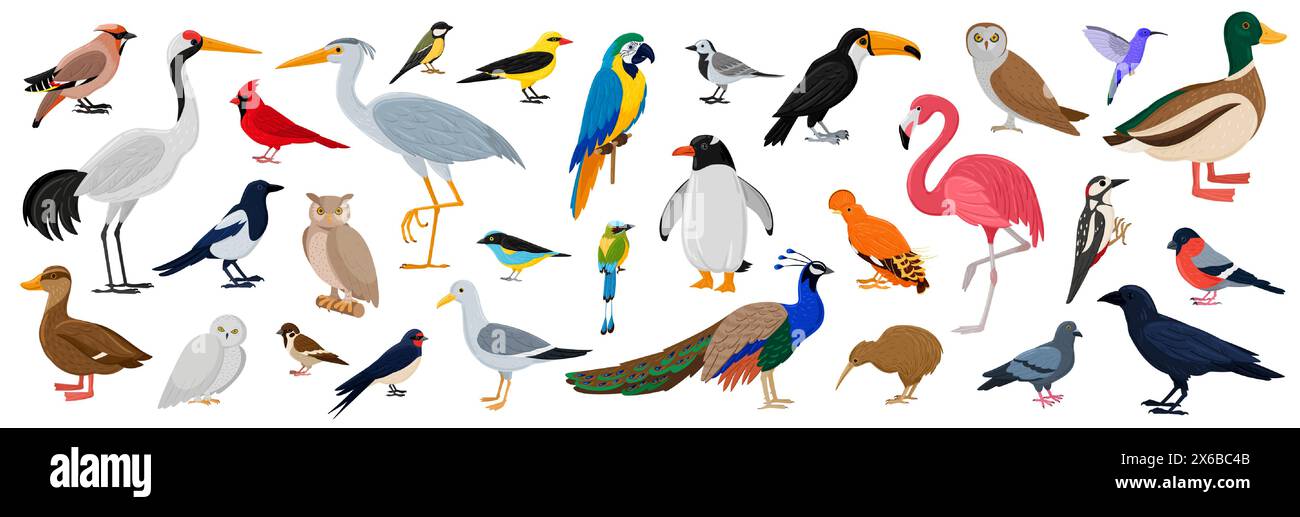Birds big set. Bright flying characters, wildlife and exotic animals ...