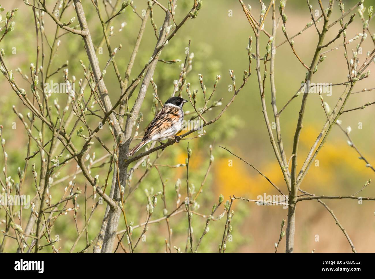 Male Reed bunting (Emberiza schoeniclus) perched in tree. RSPB St Aidan ...