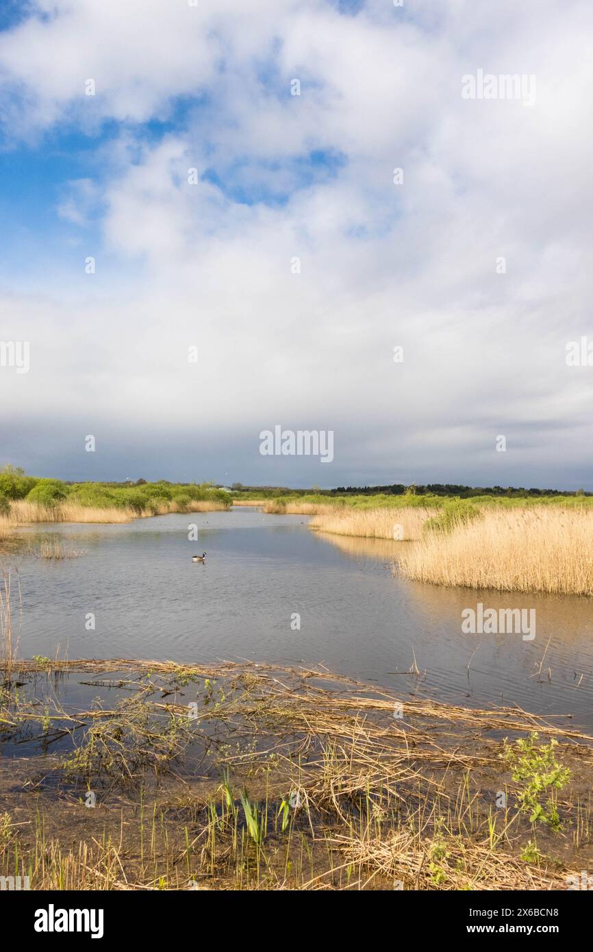 Reedbed at RSPB St Aidan's Nature Reserve Leeds UK. April 2024 Stock ...