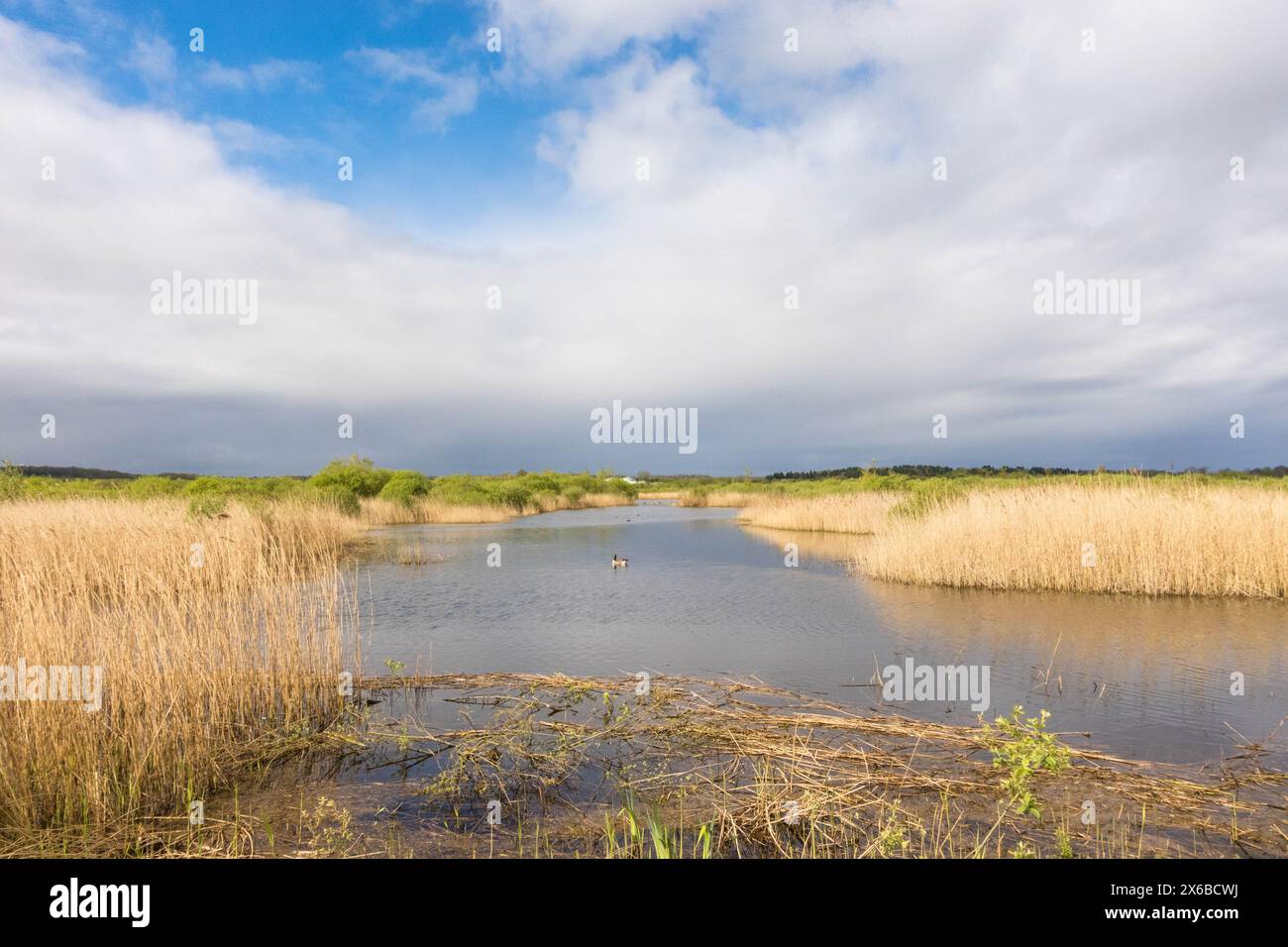 Reedbed at RSPB St Aidan's Nature Reserve Leeds UK. April 2024 Stock ...