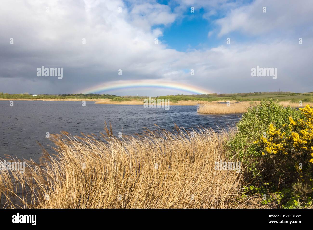 Reedbed at RSPB St Aidan's Nature Reserve Leeds UK. April 2024 Stock ...