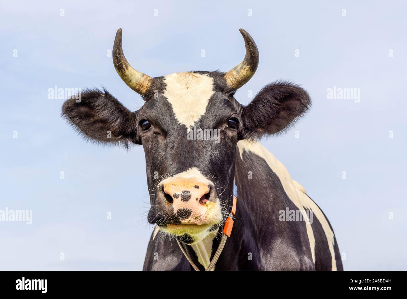 Head of cow with horns, black and white and looking cheerful, medium ...