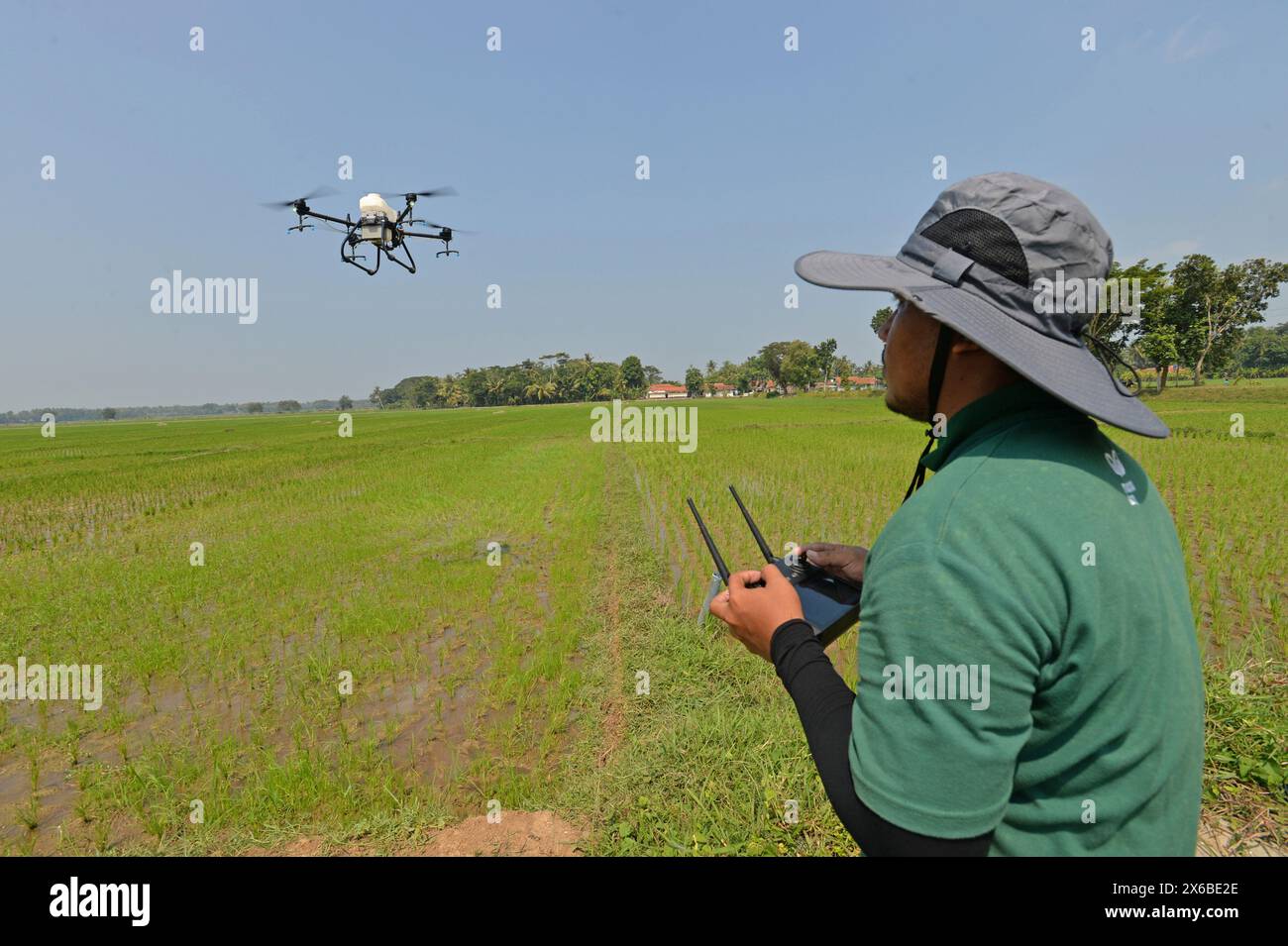 Paddy field fertiliser hi-res stock photography and images - Alamy