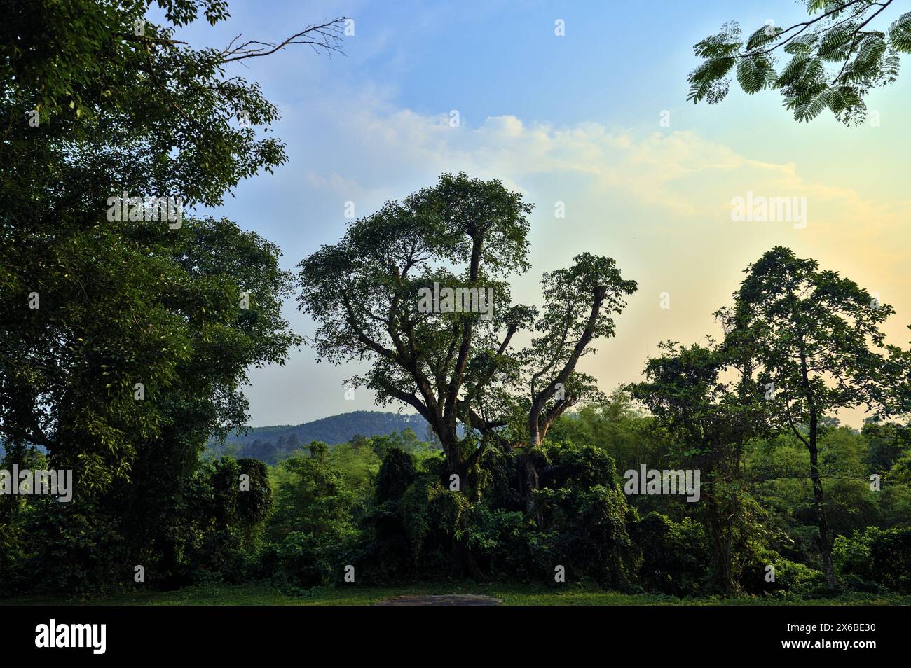Rainforest Landscape at Sunset, Hue, Vietnam Stock Photo - Alamy