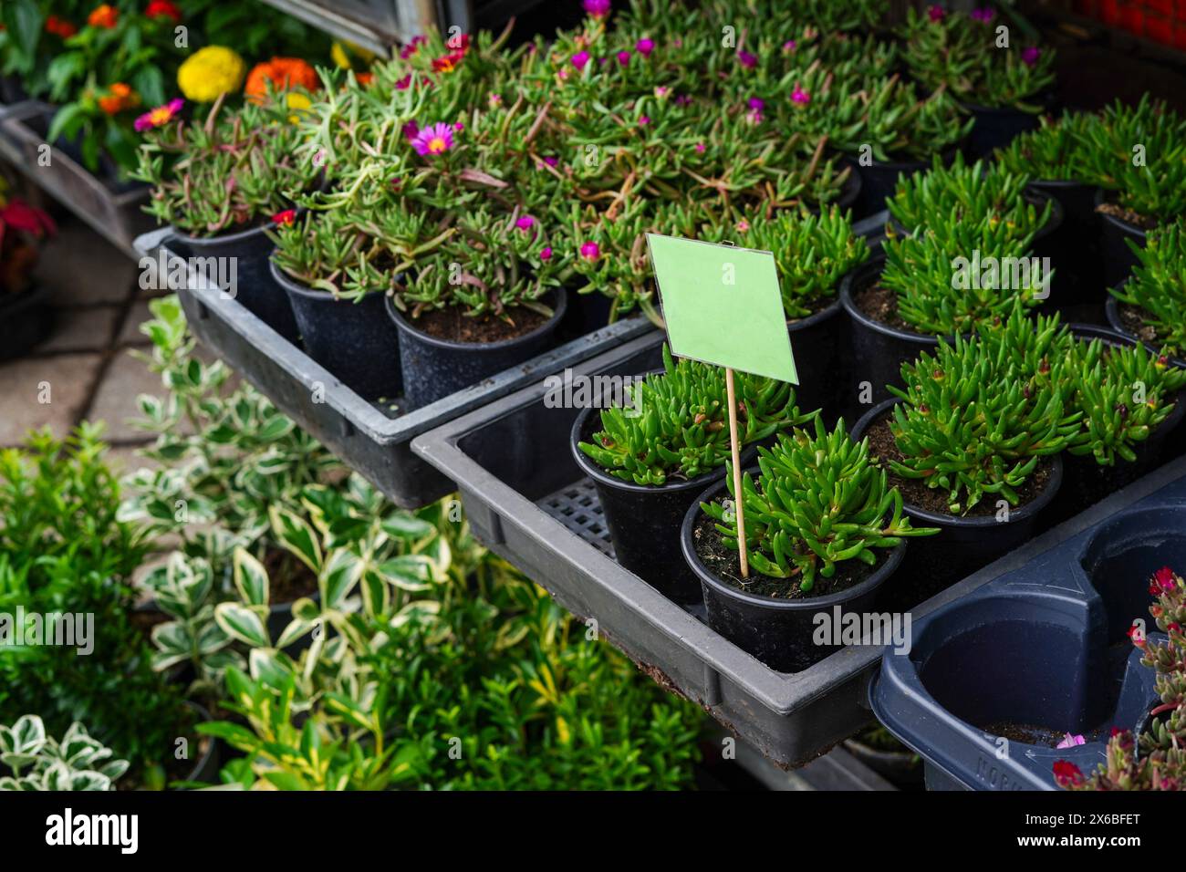 assortment of green plants in pots on store shelves with a empty sign ...