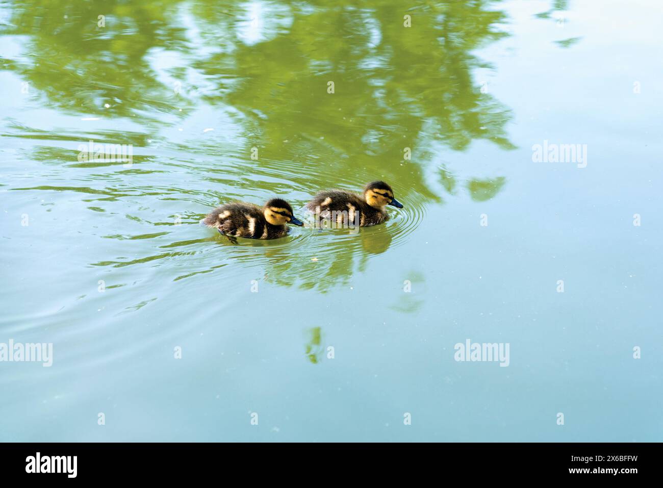 Baby ducks in the water Stock Photo - Alamy