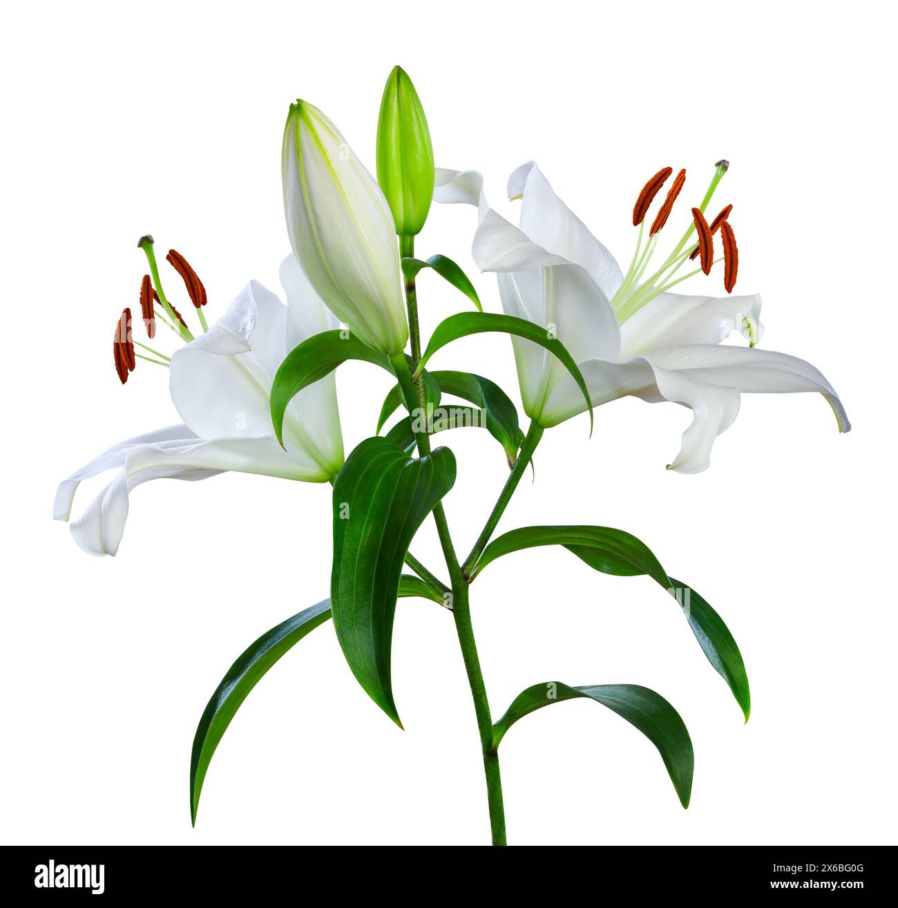 Beautiful white Lily (Lilium, Liliaceae) with buds isolated on white ...