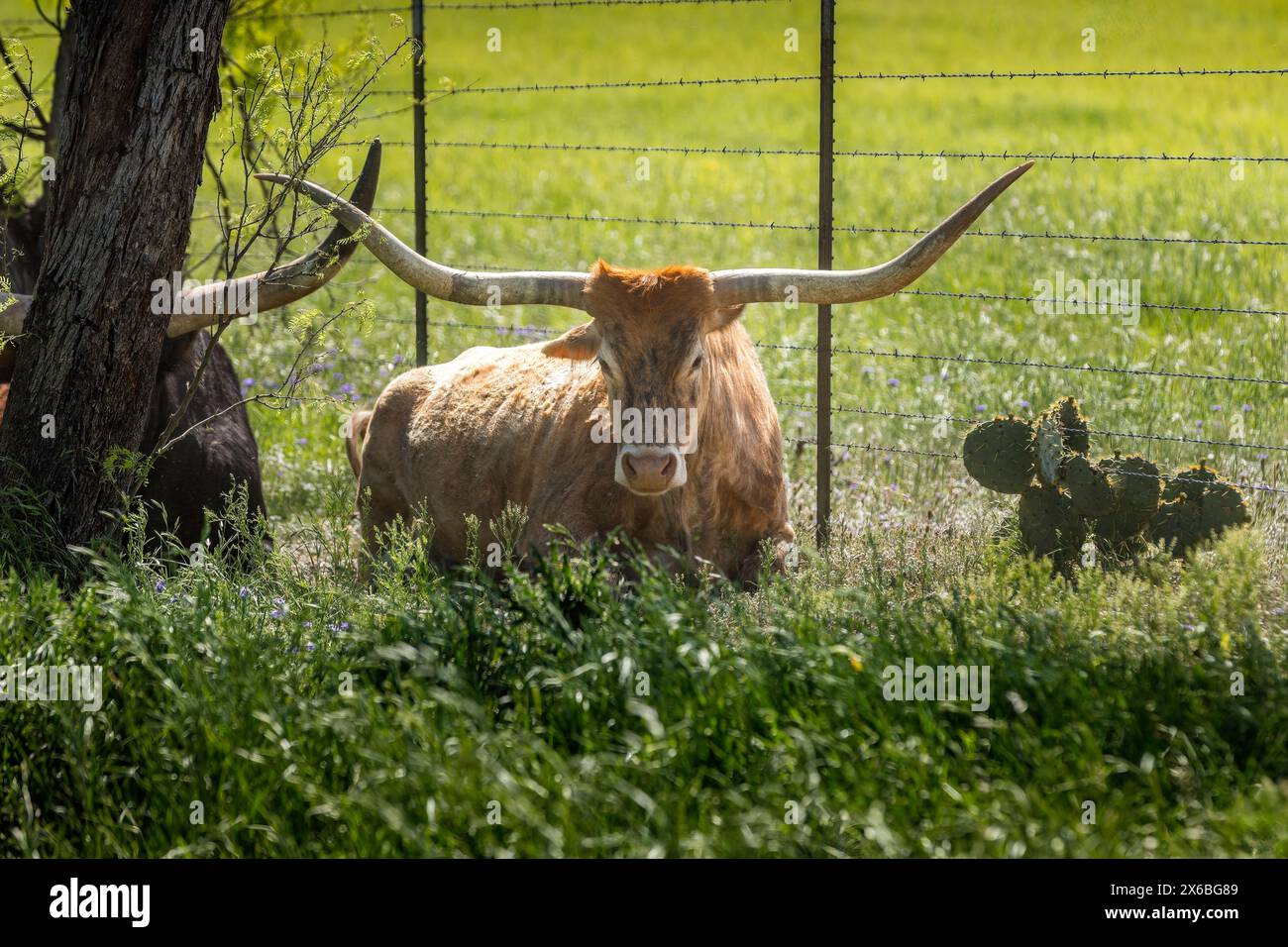Texas longhorn cow laying in the lush green grass Stock Photo - Alamy