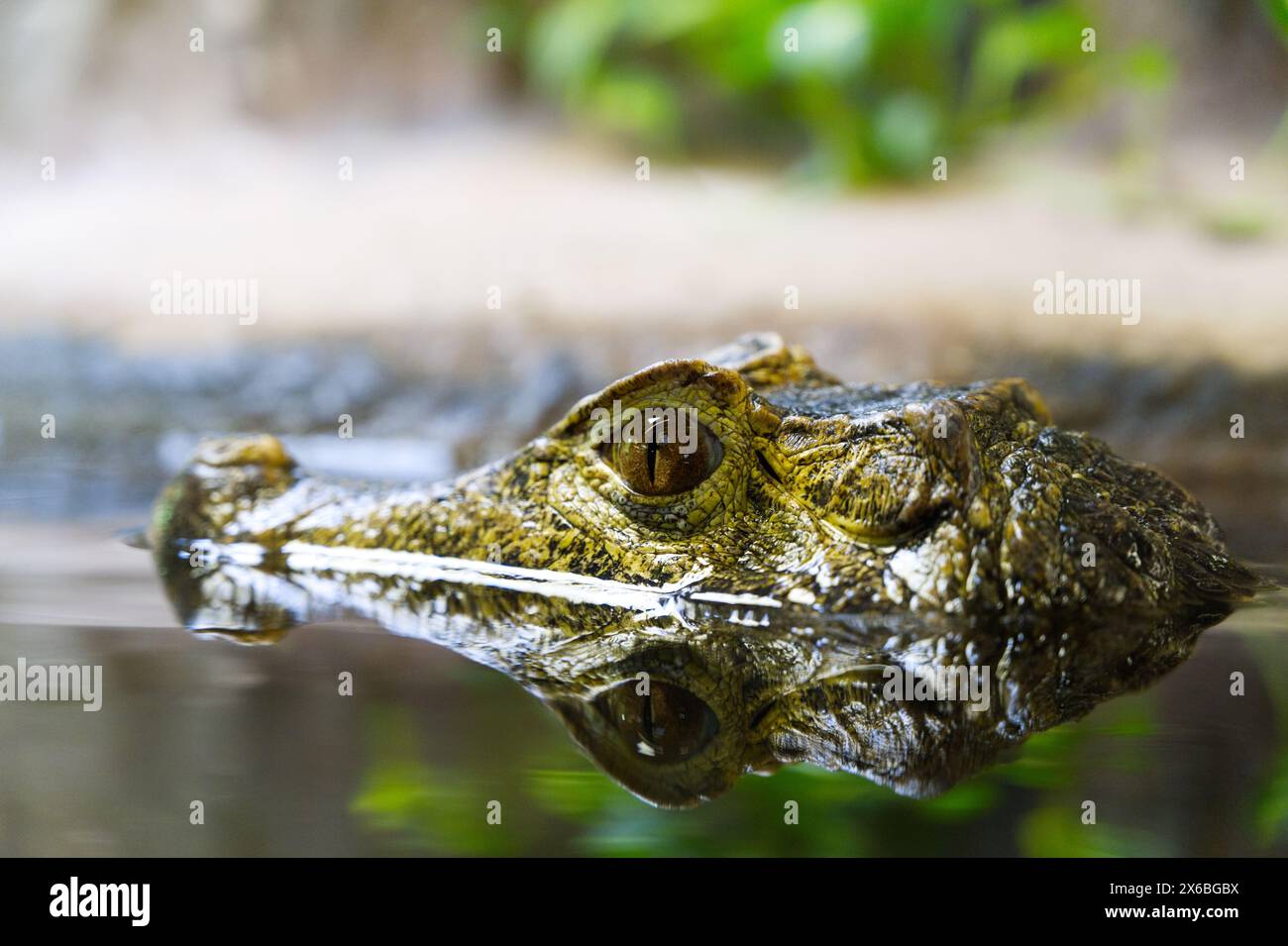 Eye contact with the head of an alligator or crocodile half in the ...