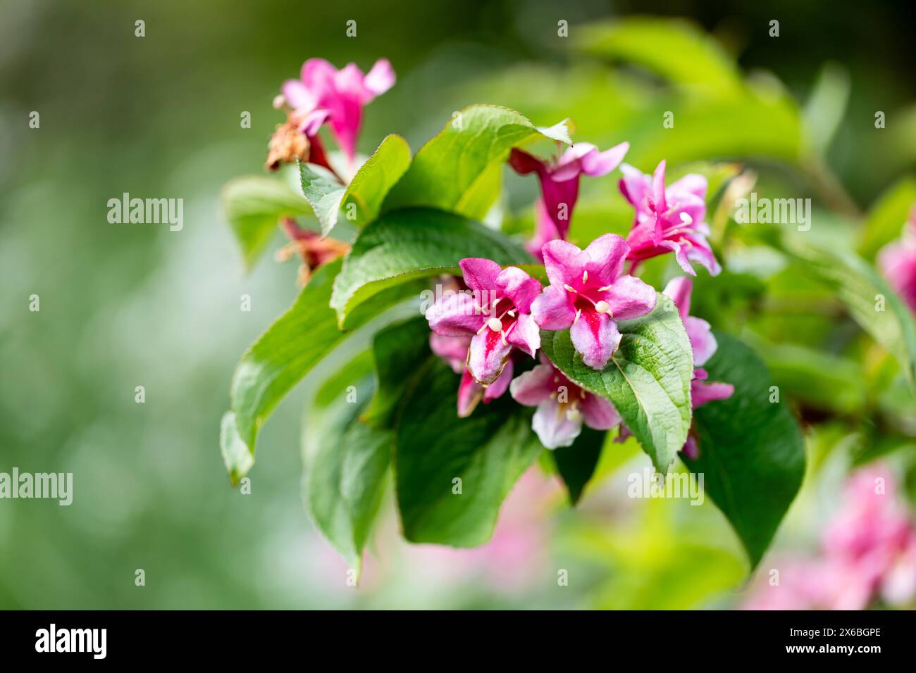 Weigela flowers closeup Stock Photo - Alamy