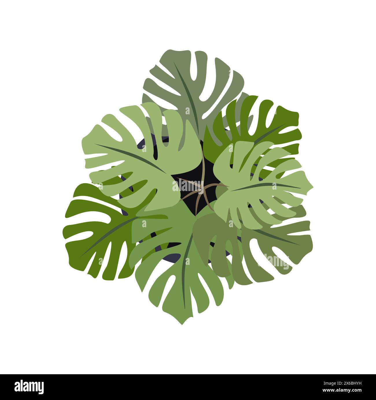 Monstera Deliciosa house plant top view. Potted flower colorful icon ...